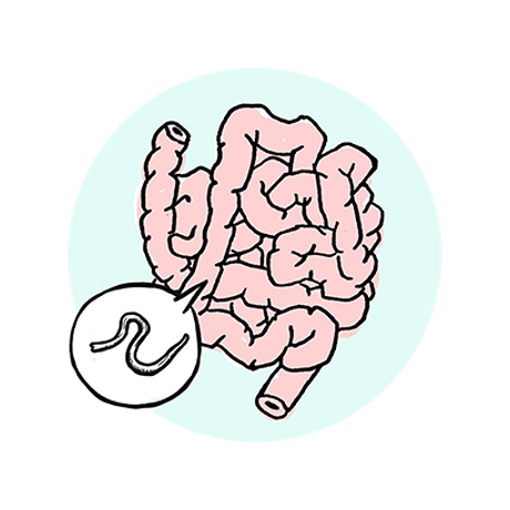 Cat Intestinal Worms | NexGard®