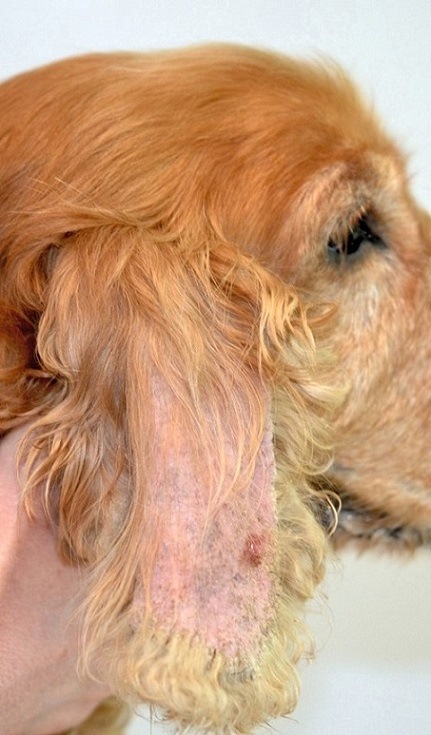 How To Check Dogs For Mites | NexGard®